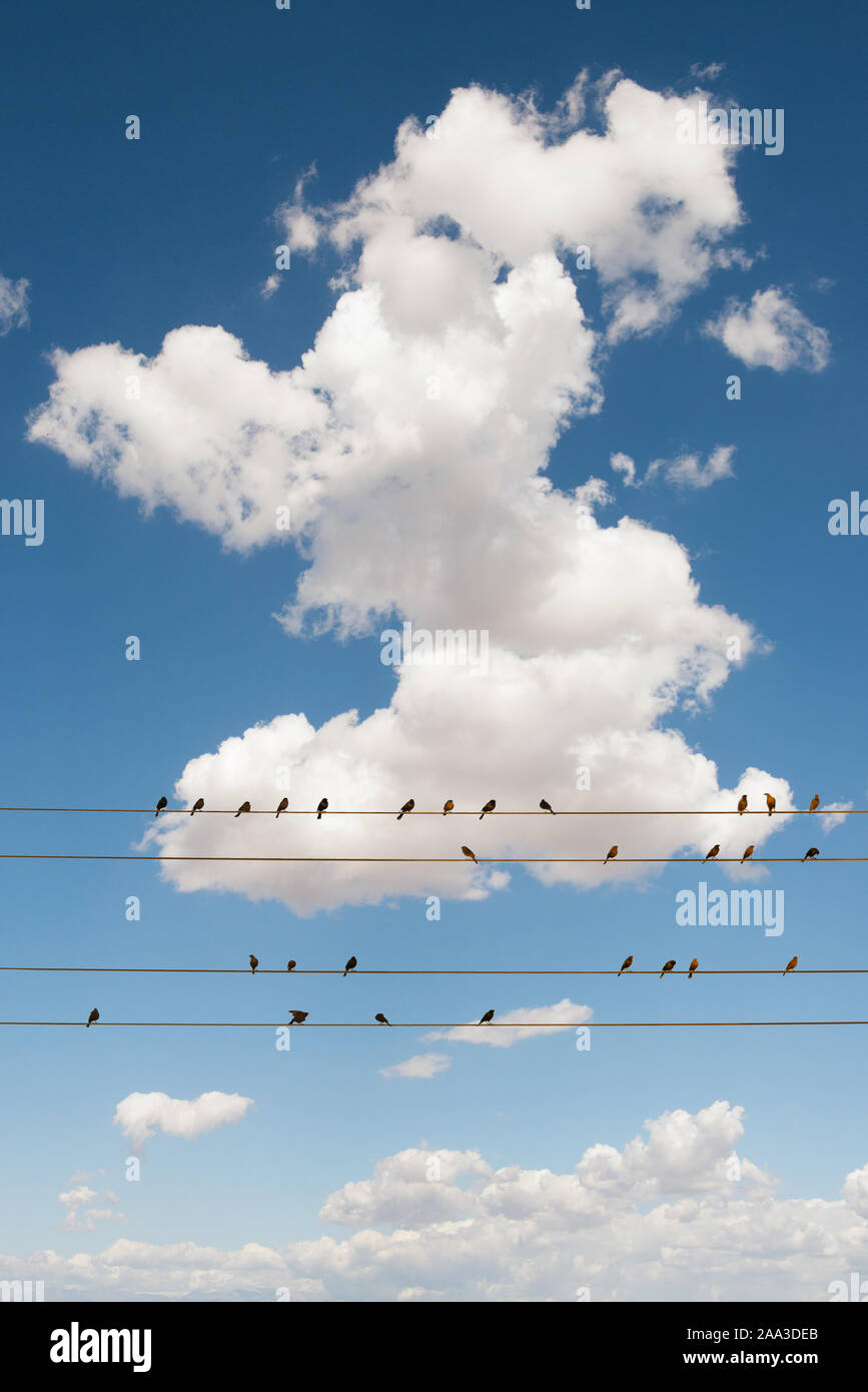 Bird sitting on power lines, USA Stock Photo - Alamy