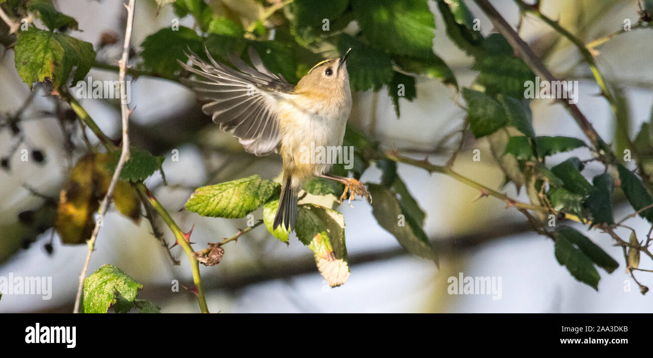 Goldcrest (regulus regulus Stock Photo - Alamy