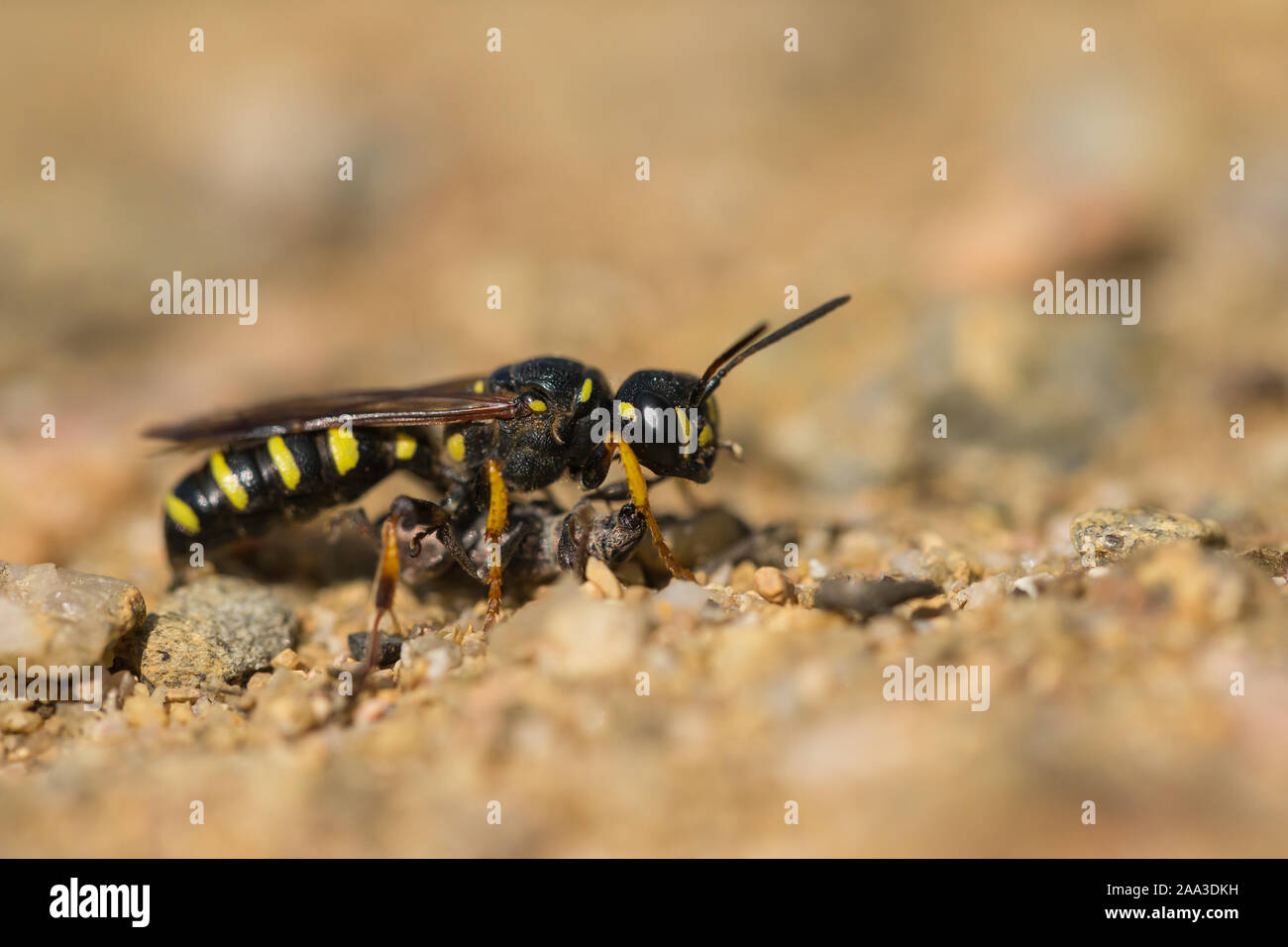 Sand-tailed digger wasp with a weevil as prey Stock Photo - Alamy