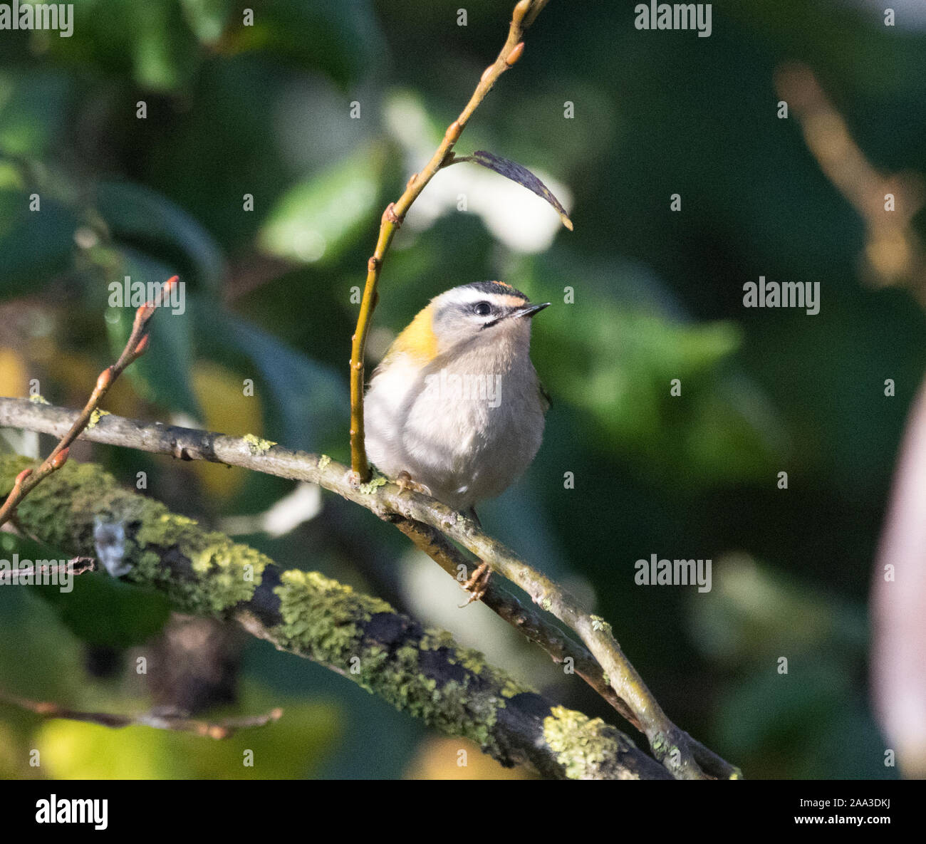 Firecrest (Regulus ignicapillus Stock Photo - Alamy