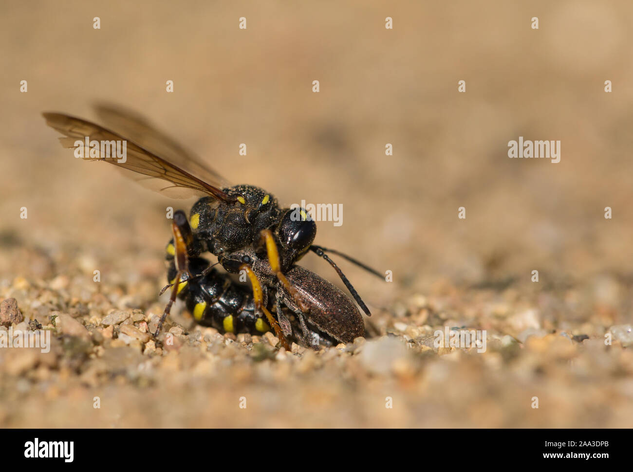 Sand-tailed digger wasp with a weevil as prey Stock Photo - Alamy