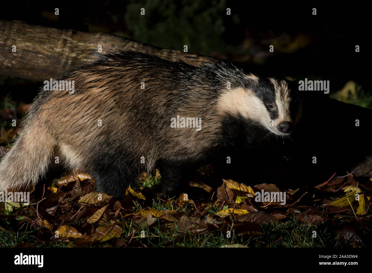 Close up wild wet UK urban badger animal (Meles meles) standing ...