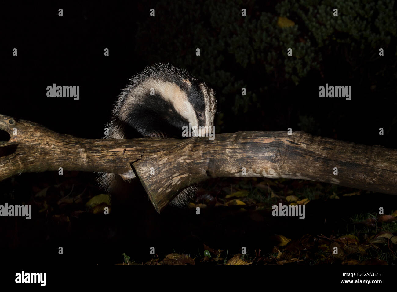 Badger night hi-res stock photography and images - Alamy