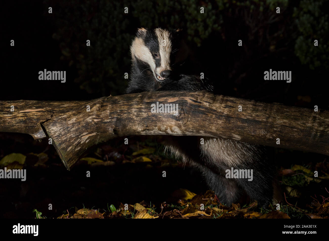 Close-up wild UK urban badger (Meles meles) standing isolated outdoors ...