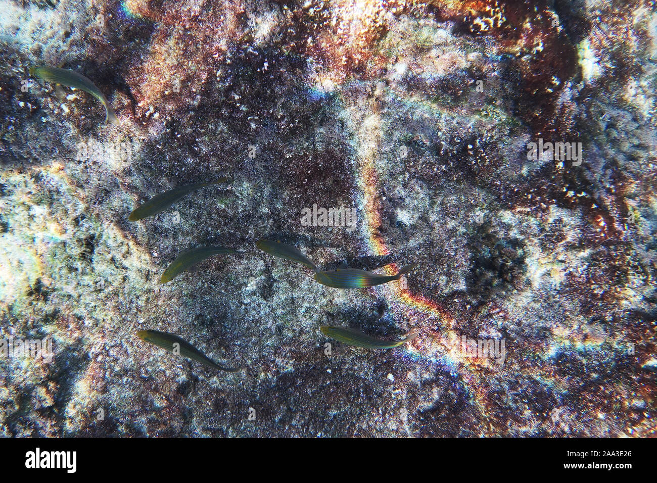 Overhead view of Fish swimming in the sea, Malta Stock Photo - Alamy