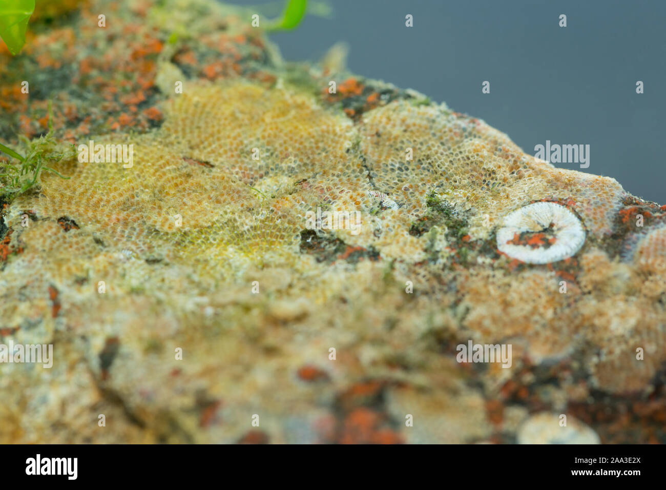 Sea mat (Einhornia crustulenta Stock Photo - Alamy