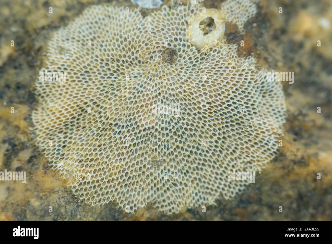 Sea mat (Einhornia crustulenta Stock Photo - Alamy