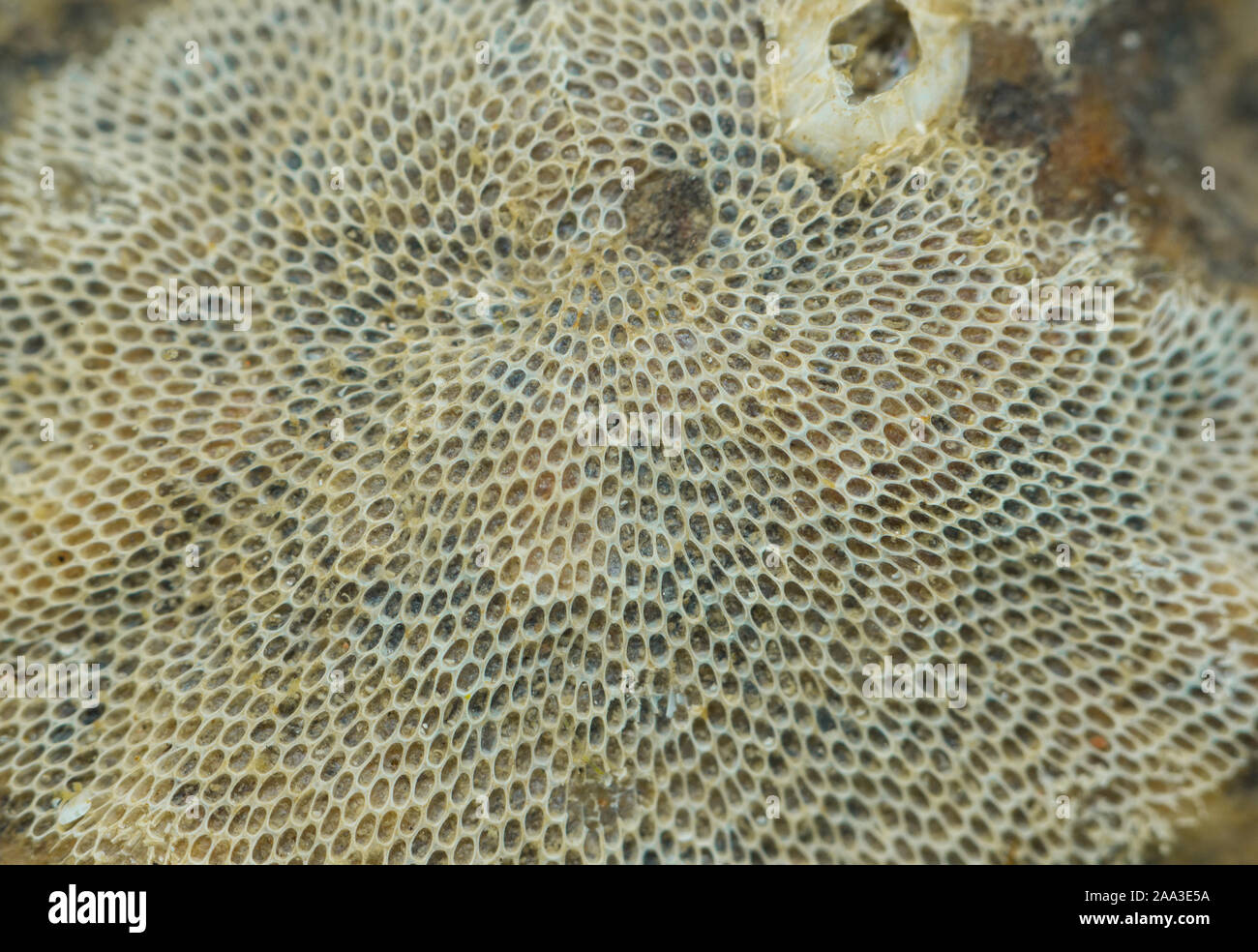 Sea mat (Einhornia crustulenta Stock Photo - Alamy