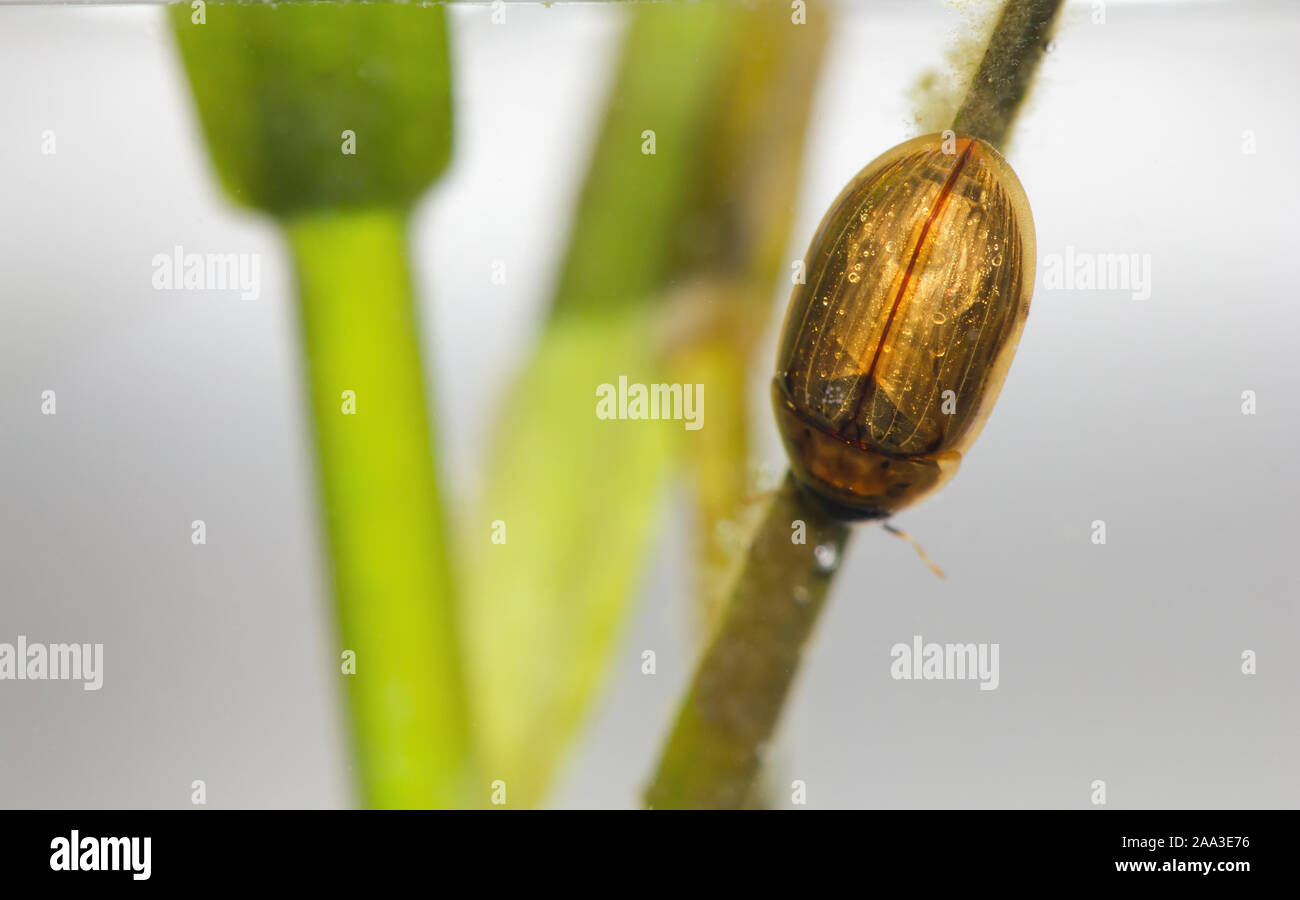 Testaceus hi-res stock photography and images - Alamy