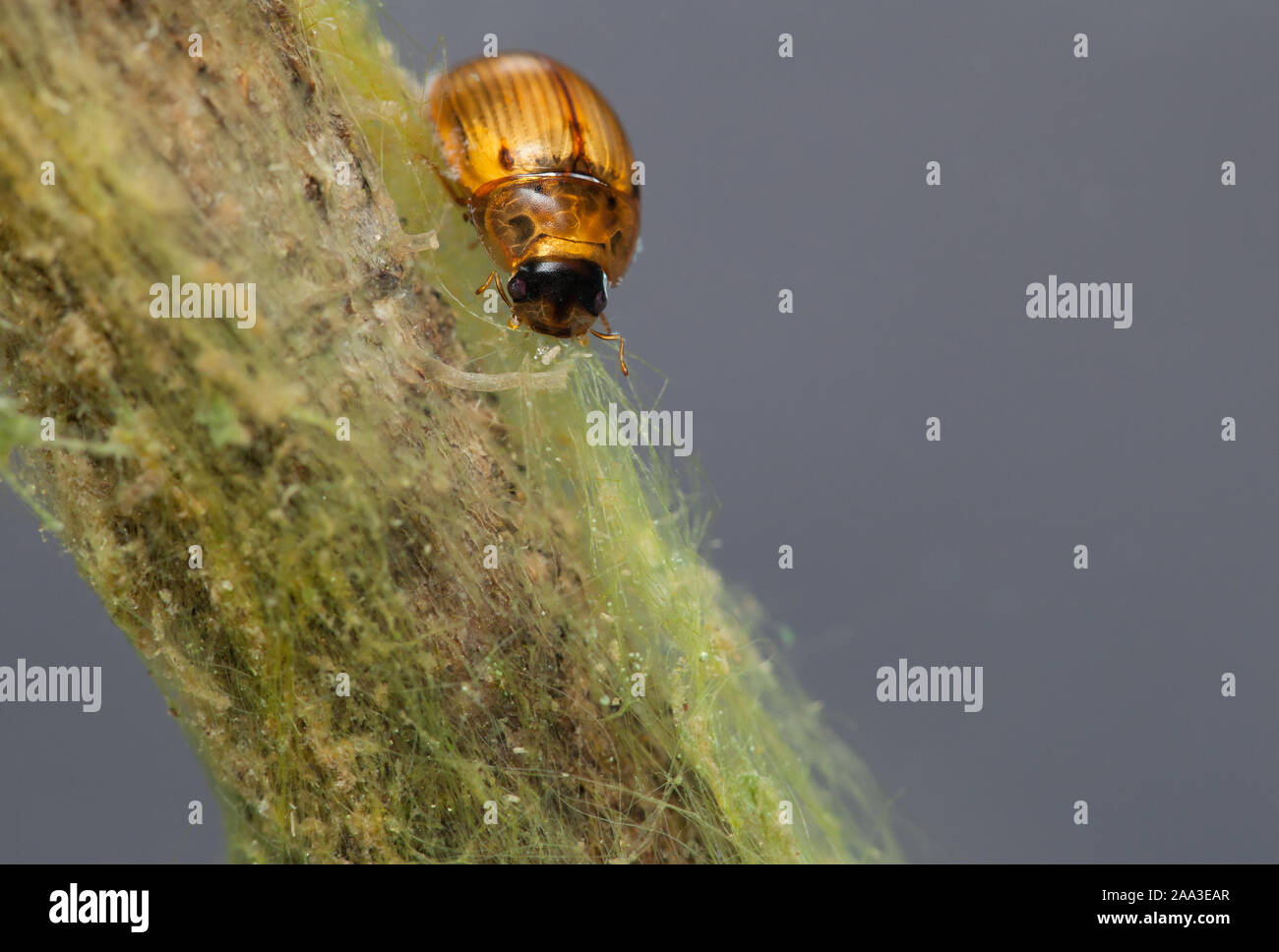 Testaceus hi-res stock photography and images - Alamy