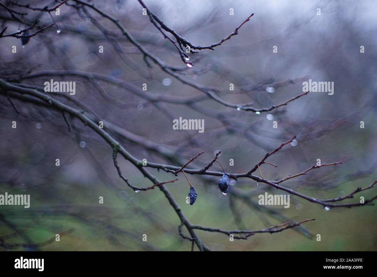 Fruit Tree Without Fruits High Resolution Stock Photography and Images ...