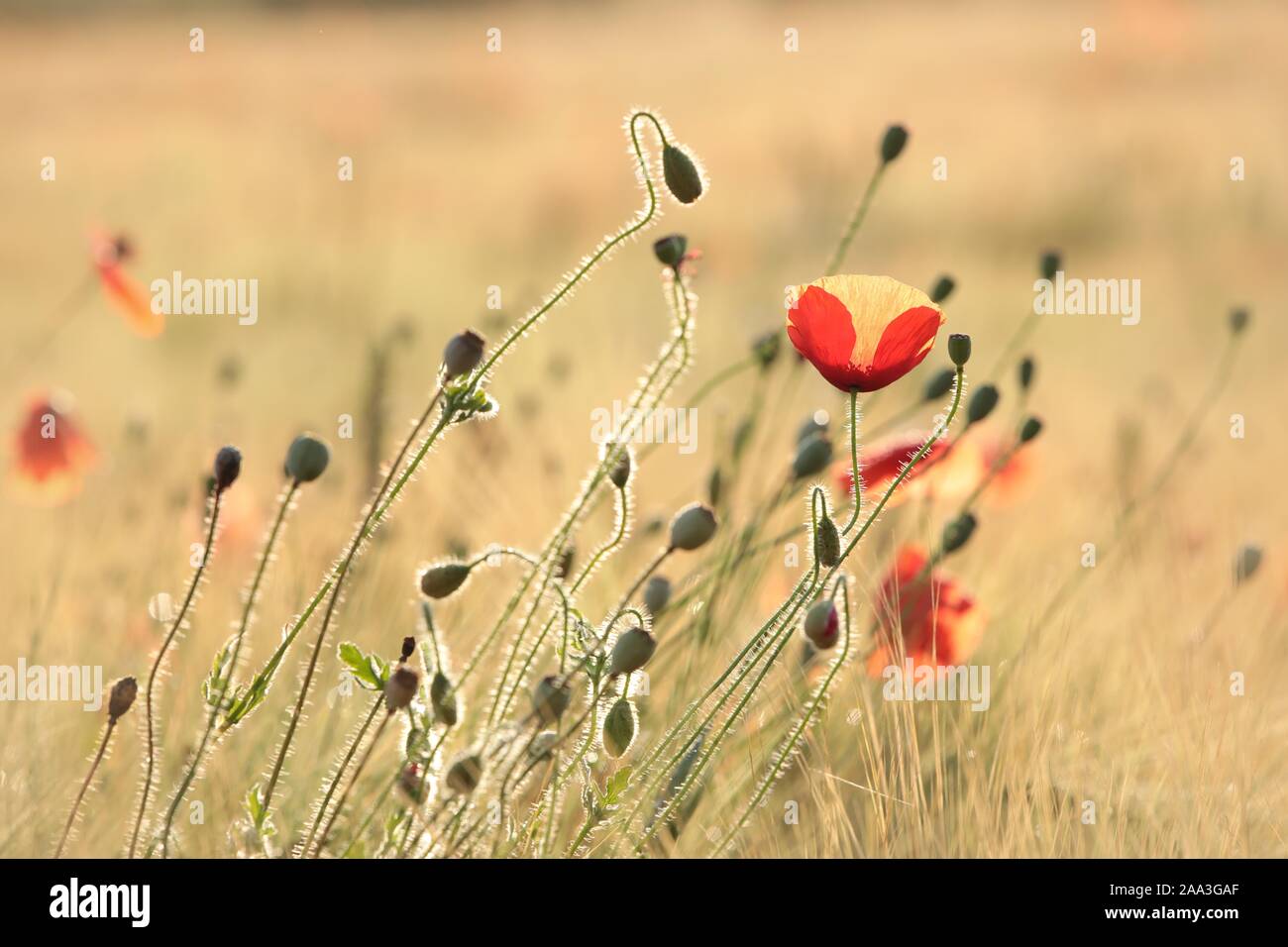 Poppy in the field at dawn Stock Photo - Alamy