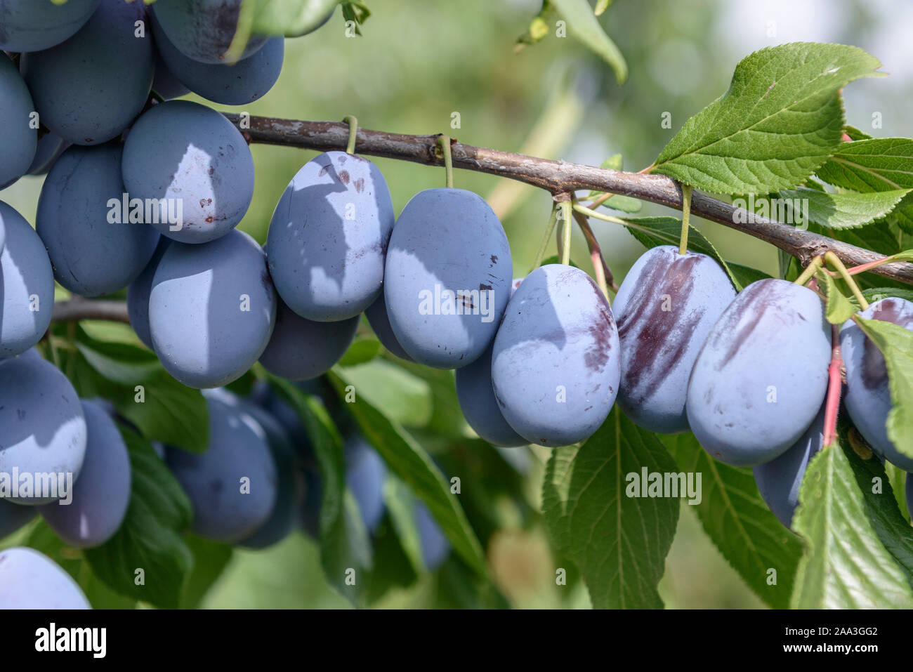 Zwetsche hi-res stock photography and images - Alamy
