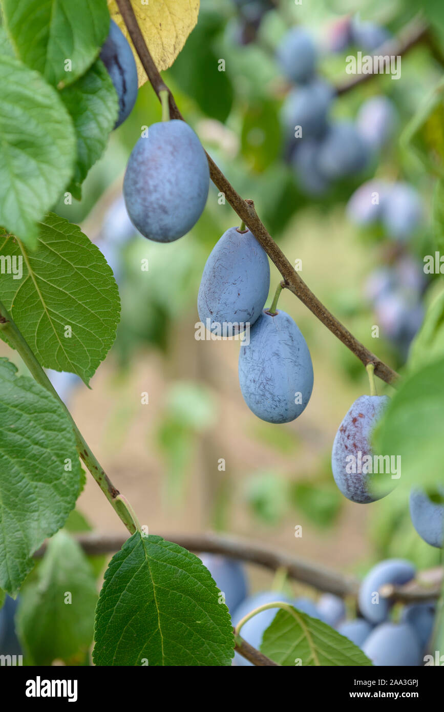 Pflaume (Prunus domestica 'Presenta' Stock Photo - Alamy