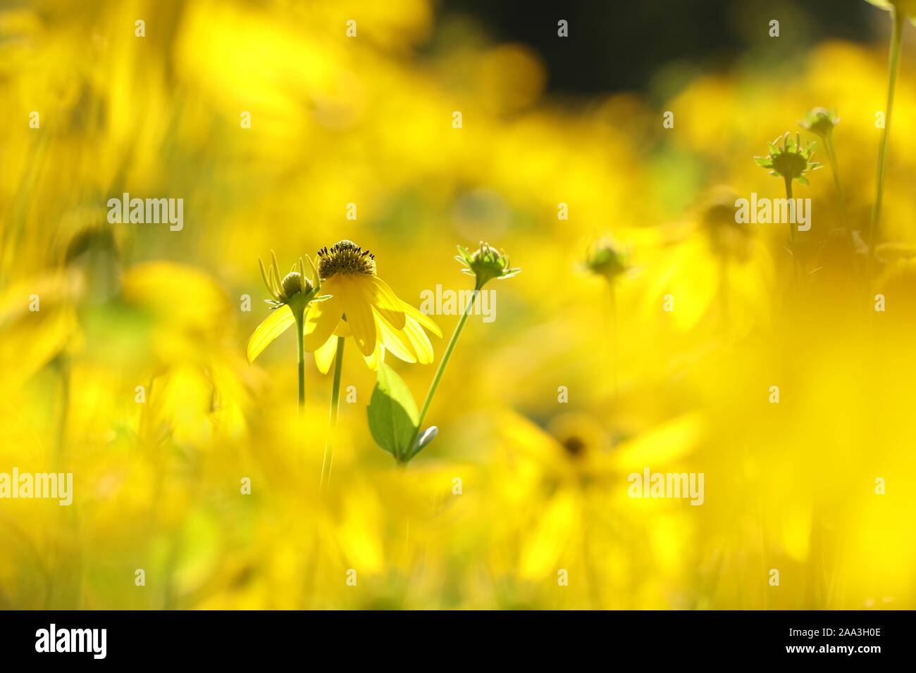 Closeup of Cutleaf Coneflower (Rudbeckia laciniata) in the sunshine ...