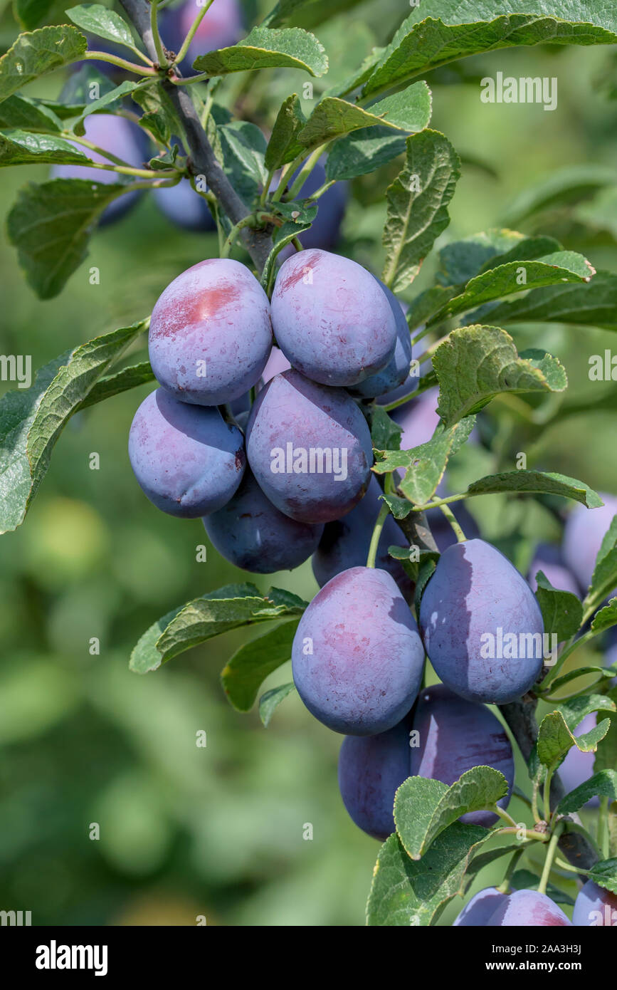 Zwetsche (Prunus domestica 'Topper' Stock Photo - Alamy