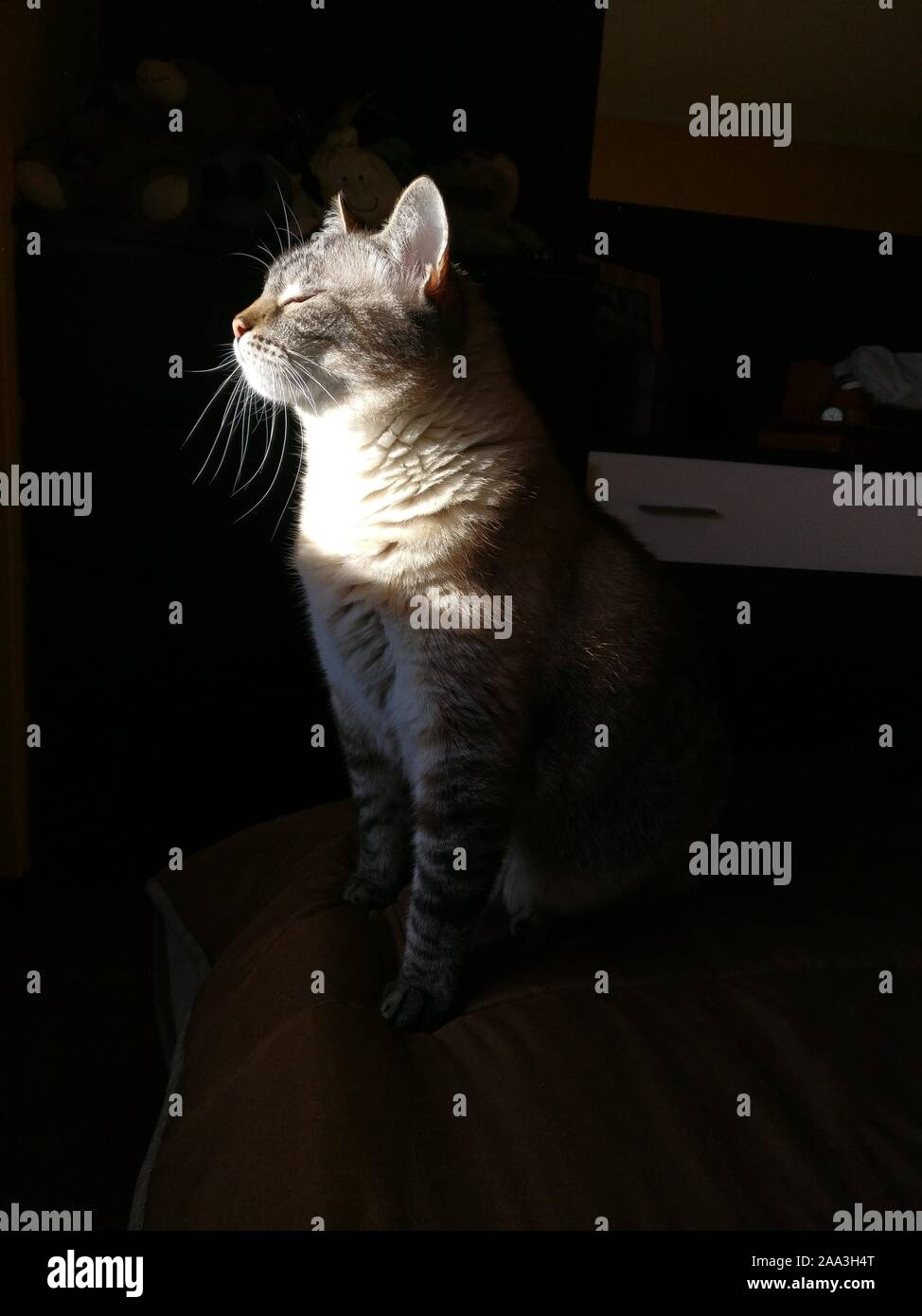 Sitting cat in the shadow hi-res stock photography and images - Alamy