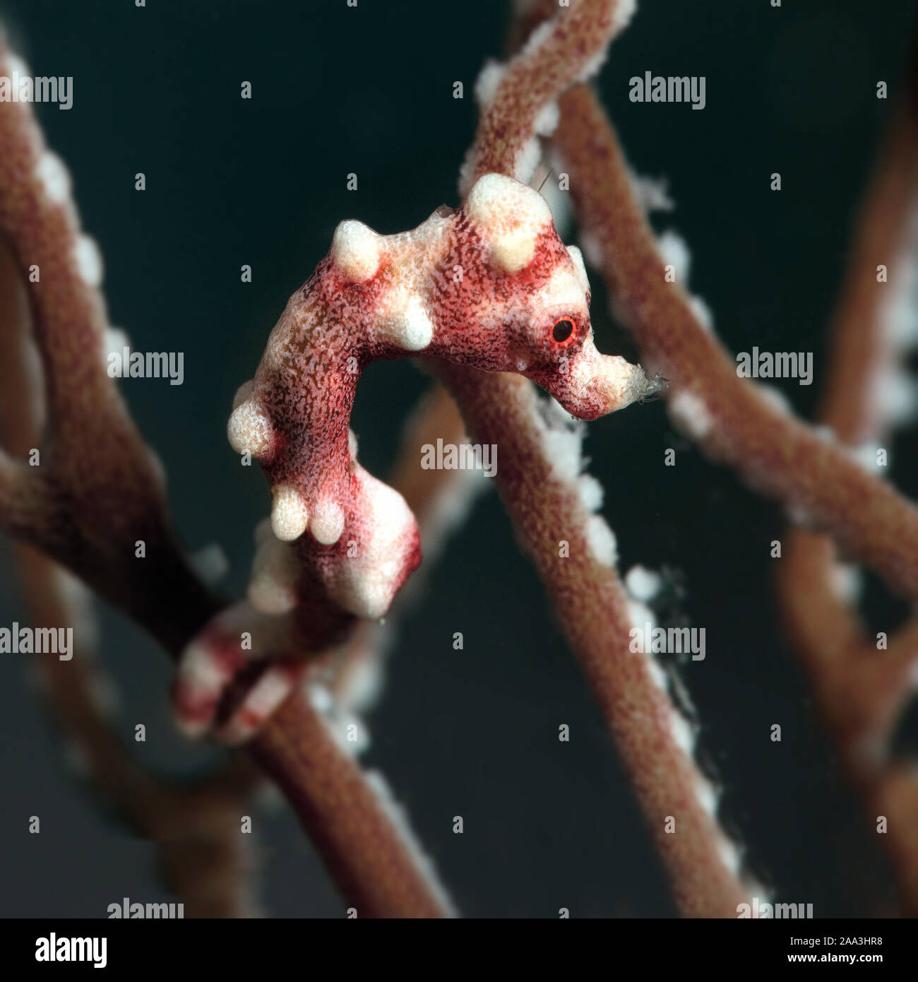 Denise's pygmy seahorse hi-res stock photography and images - Alamy