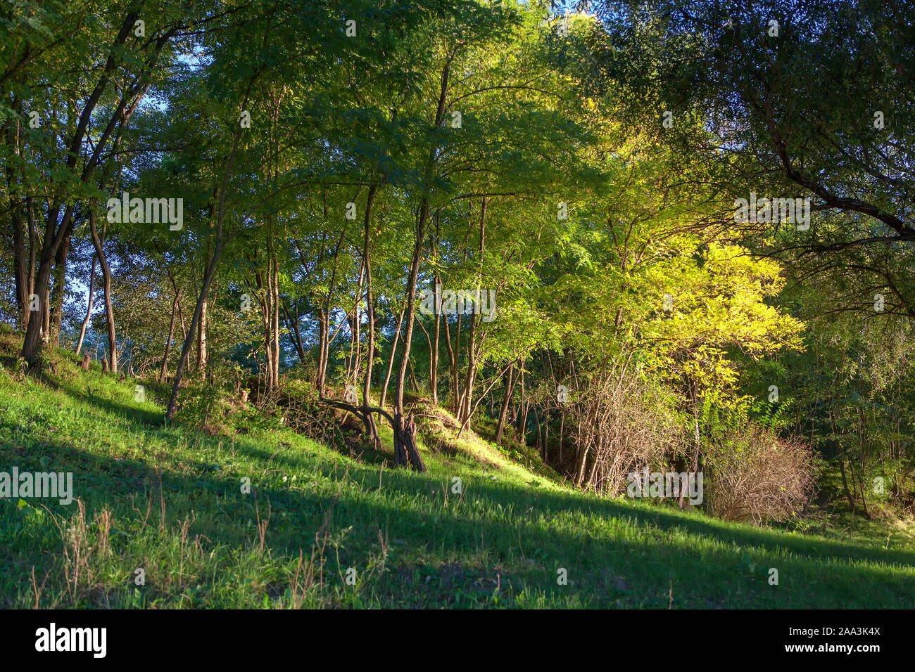 view inside of the green forest Stock Photo - Alamy