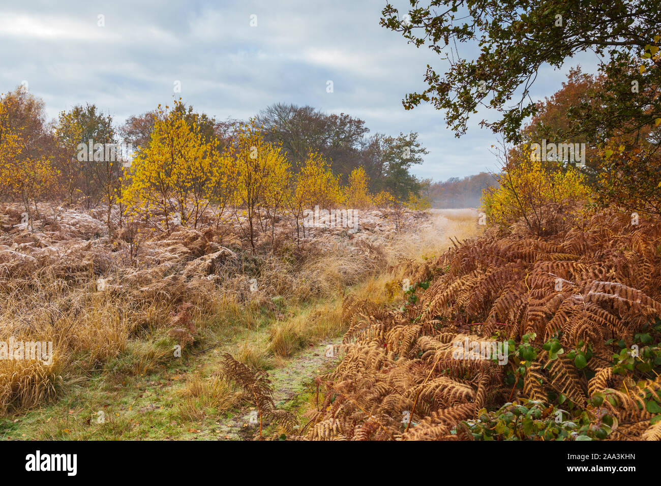 Clearing on the Edge of Woodland on a Frosty November Morning with ...