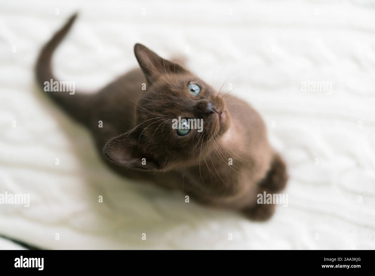 brown burmese kitten is sitting on a white sweater at home Stock Photo ...