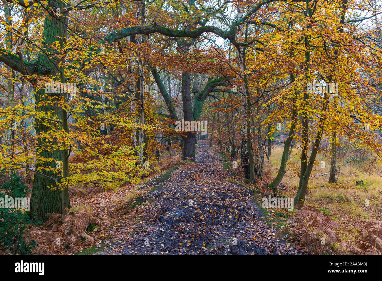 Path Through Trees in Autumn Colour at Jacks Hill in Epping Forest ...