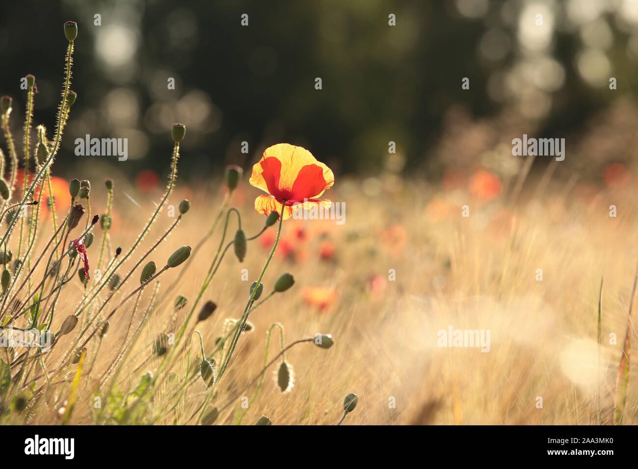 Poppy in the field at dawn Stock Photo - Alamy