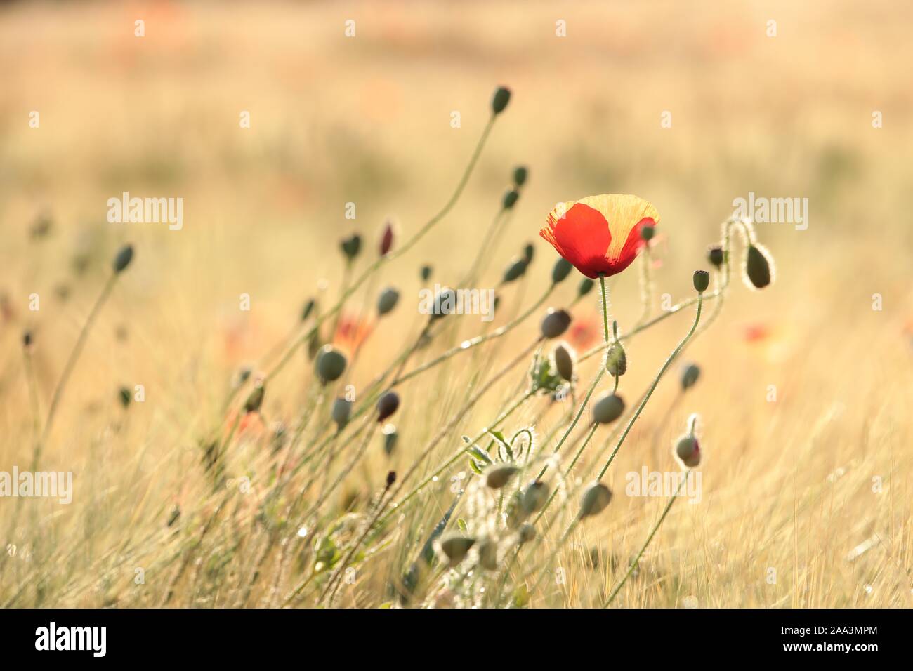 Poppy field silhouette hi-res stock photography and images - Alamy