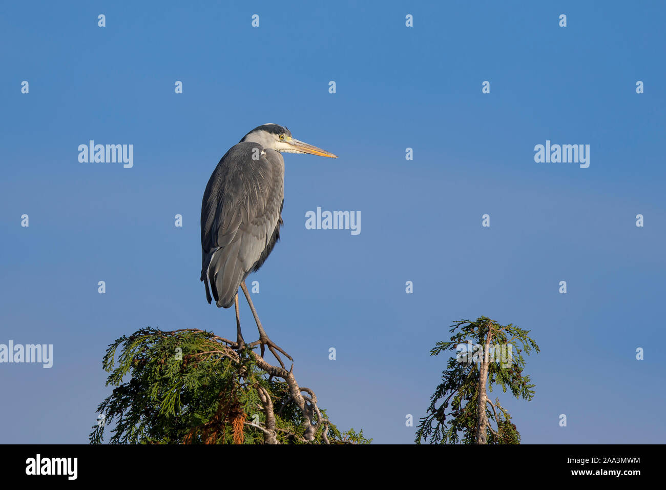 Heron like bird hi-res stock photography and images - Alamy
