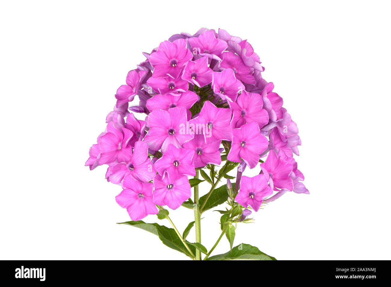 Close up violet flower of phlox (Phlox douglasii) plant, isolated on a ...