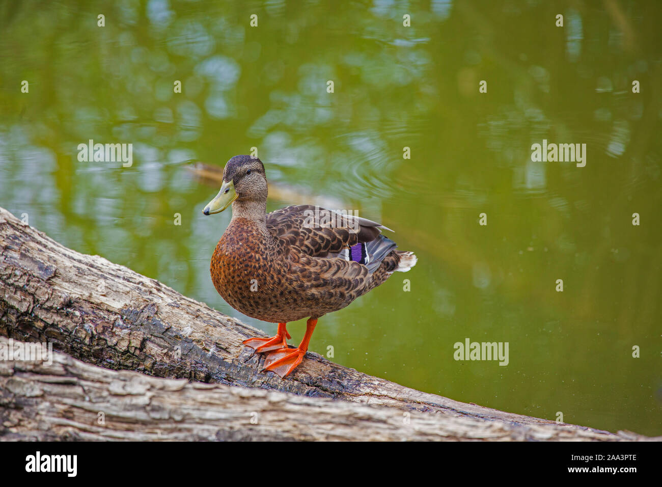 Duckling on log hi-res stock photography and images - Alamy