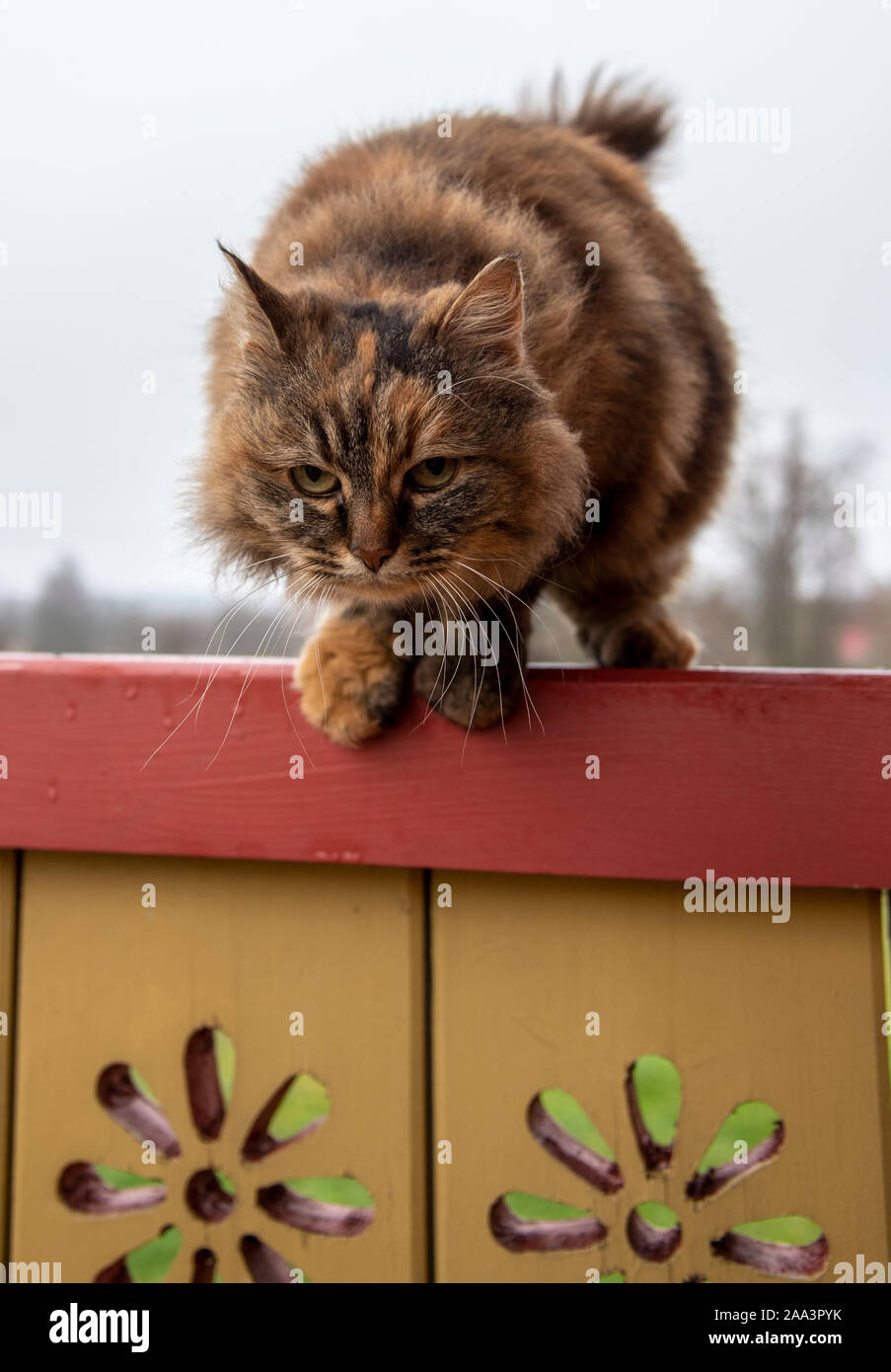 Jump patterns hi-res stock photography and images - Alamy