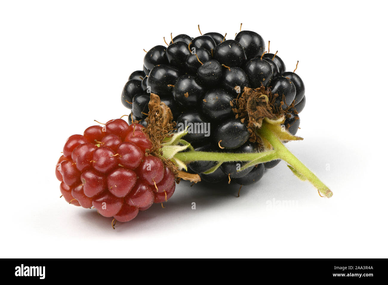 Ripe and unripe blackberry isolated white background. High resolution ...