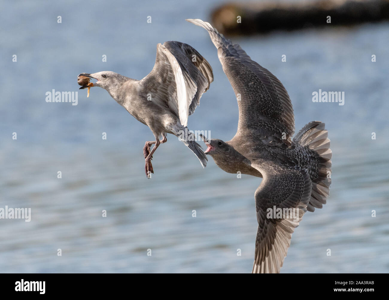 Wild animals fighting over food hi-res stock photography and images - Alamy