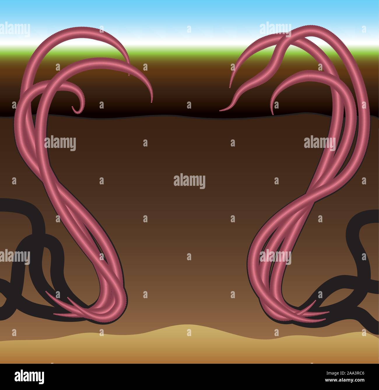 Worm tunnel soil hi-res stock photography and images - Alamy