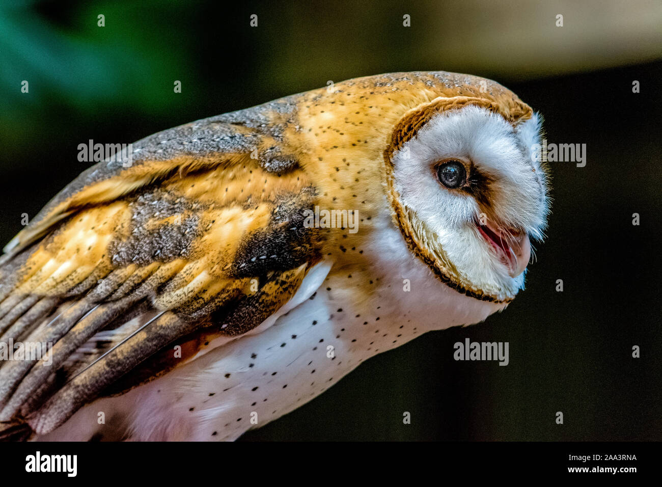 Vancouver owl hi-res stock photography and images - Alamy