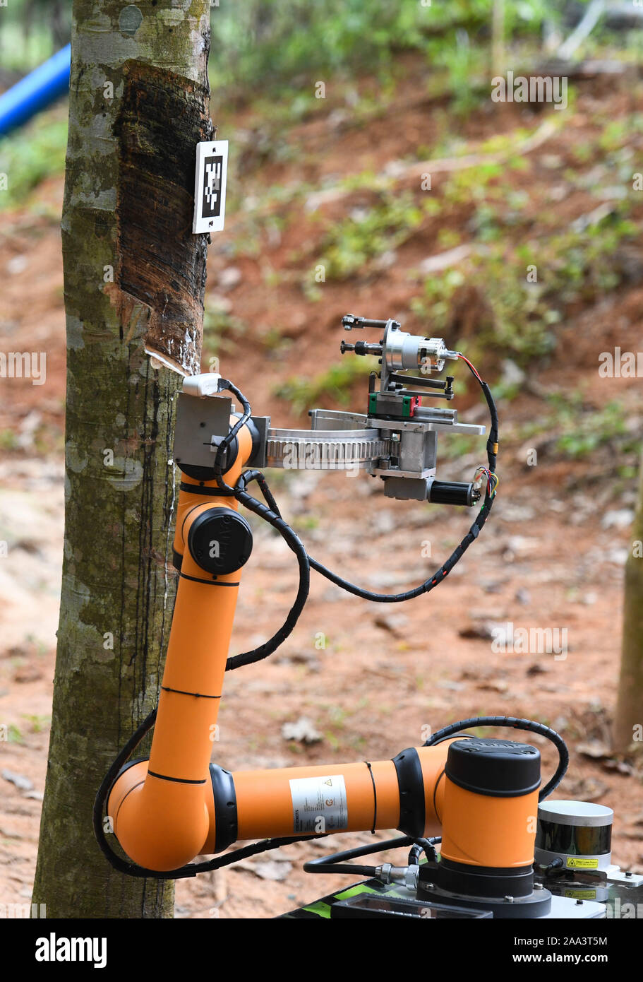 Haikou. 19th Nov, 2019. An autonomous rubber-tapping robot works at a rubber plantation attached ...