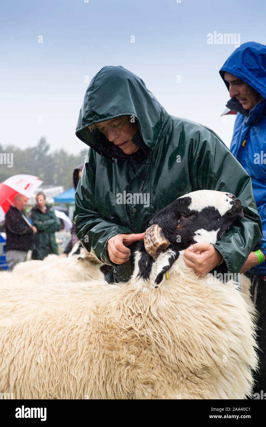 Wet sheep hi-res stock photography and images - Alamy