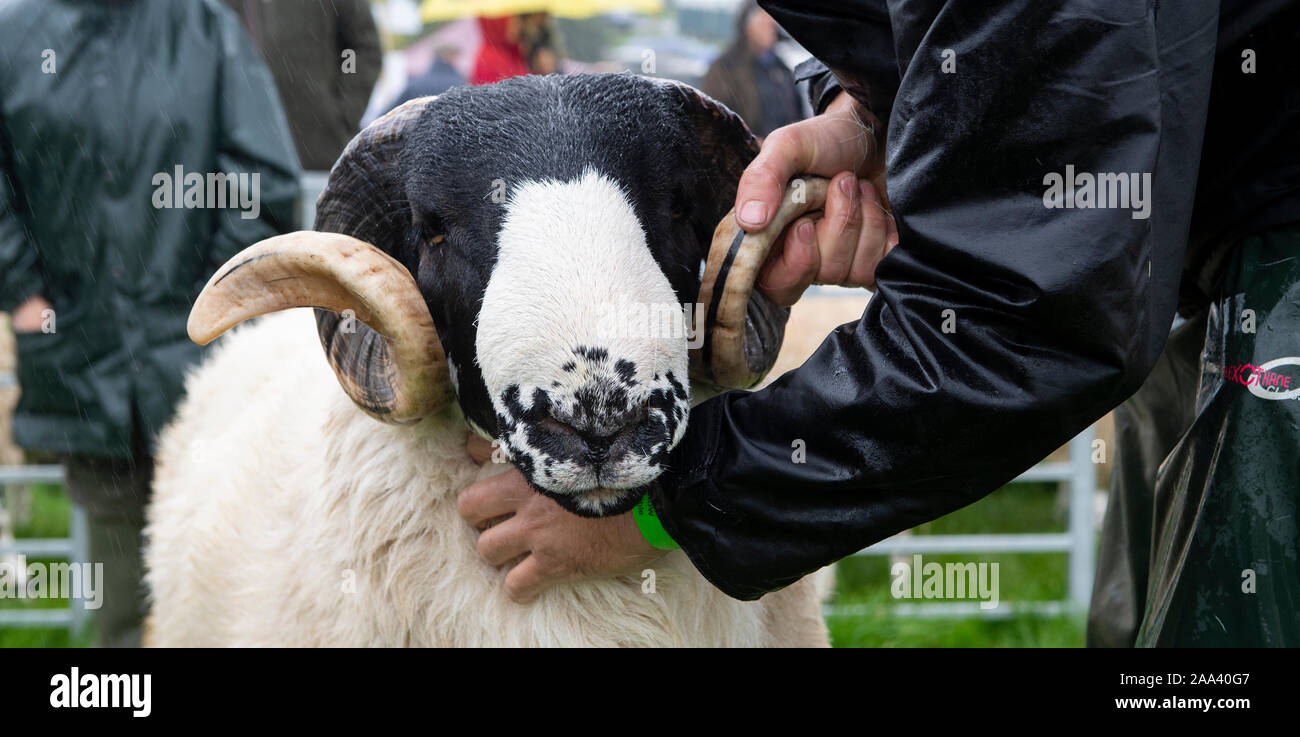 Showing Rough Fell sheep on a very wet day at the Westmorland Show ...