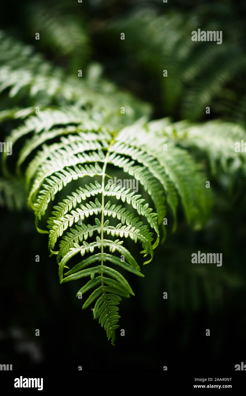 Green fern in the summer in the forest hi-res stock photography and ...