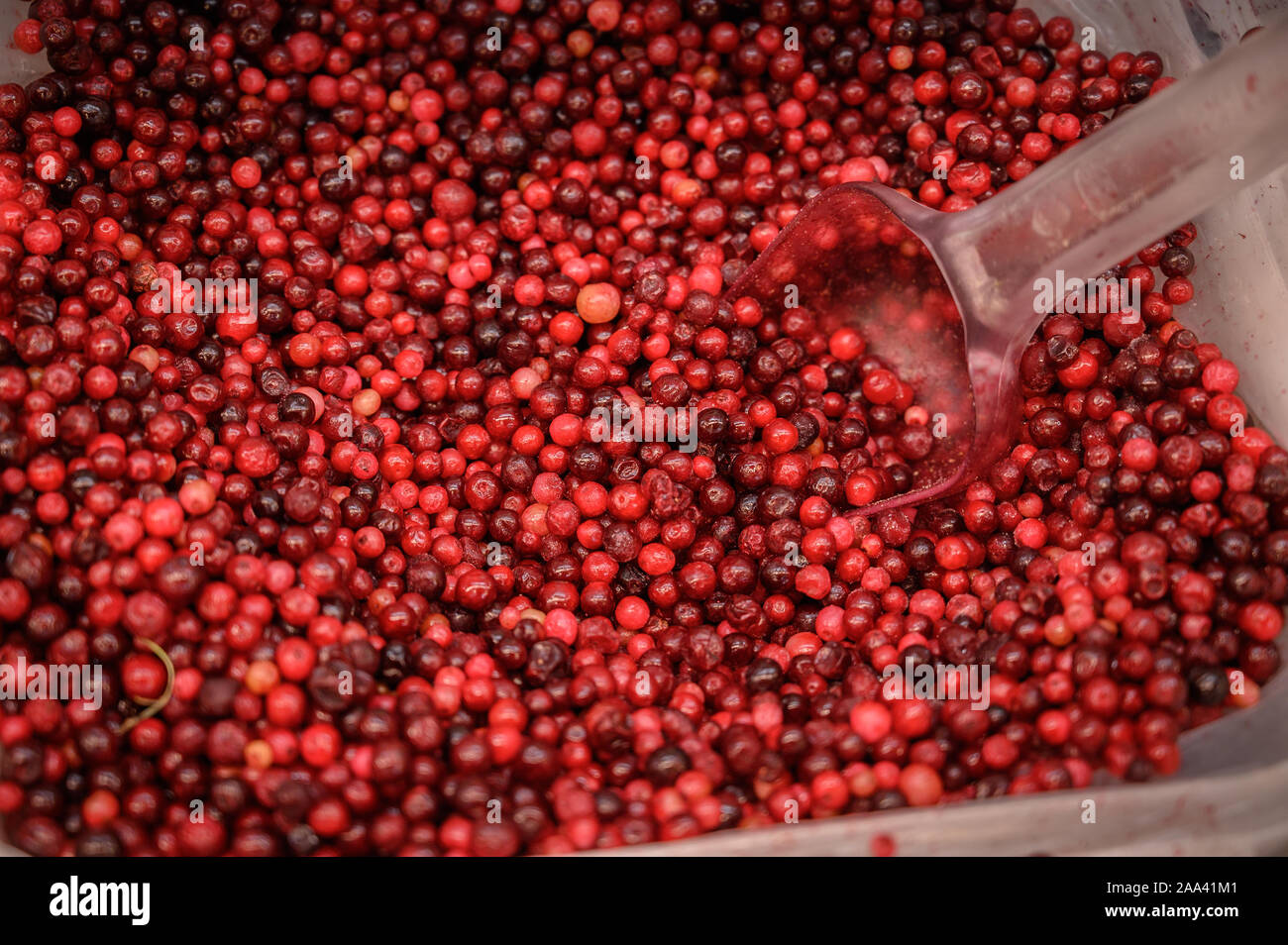 Natural-looking berries in a supermarket - lingonberry Stock Photo - Alamy