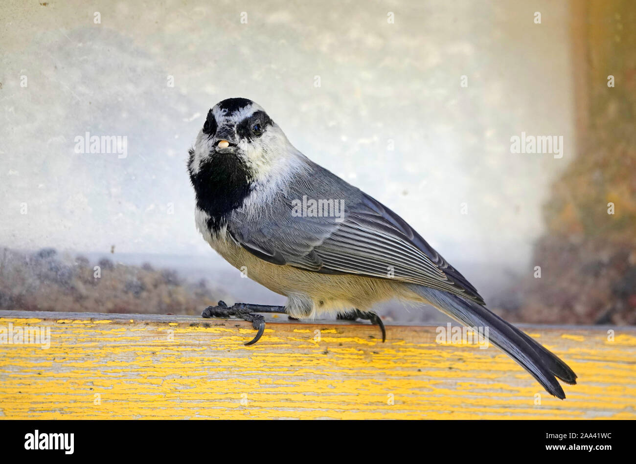 Chickadee flying hi-res stock photography and images - Alamy