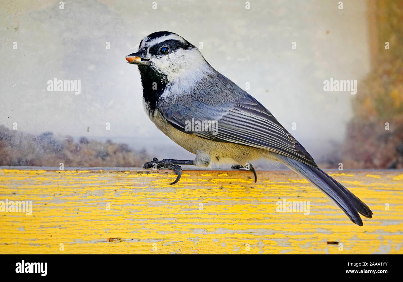 Black kite flying feeding hi-res stock photography and images - Alamy