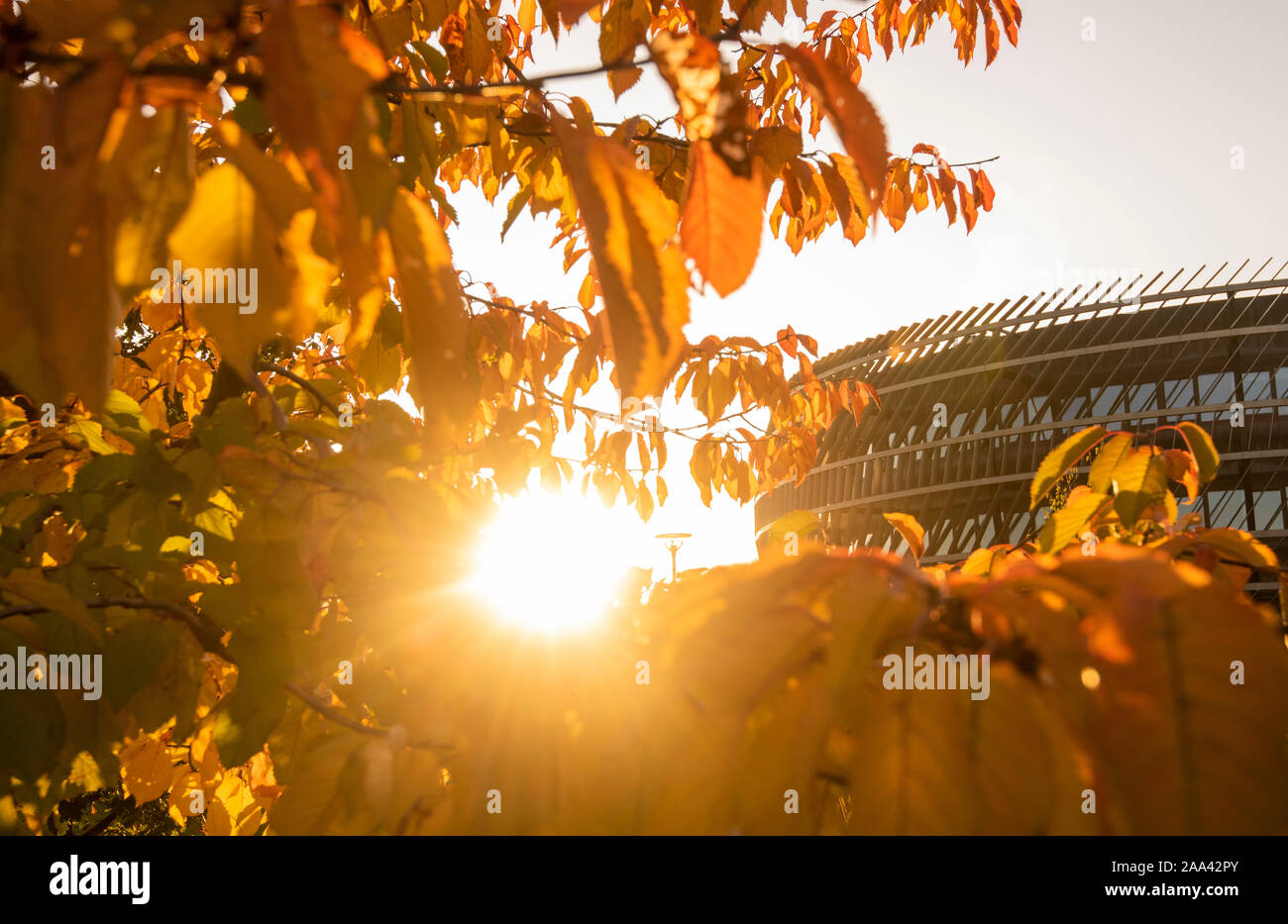 Golden autumn morning light at the Jubilee Campus of Nottingham ...