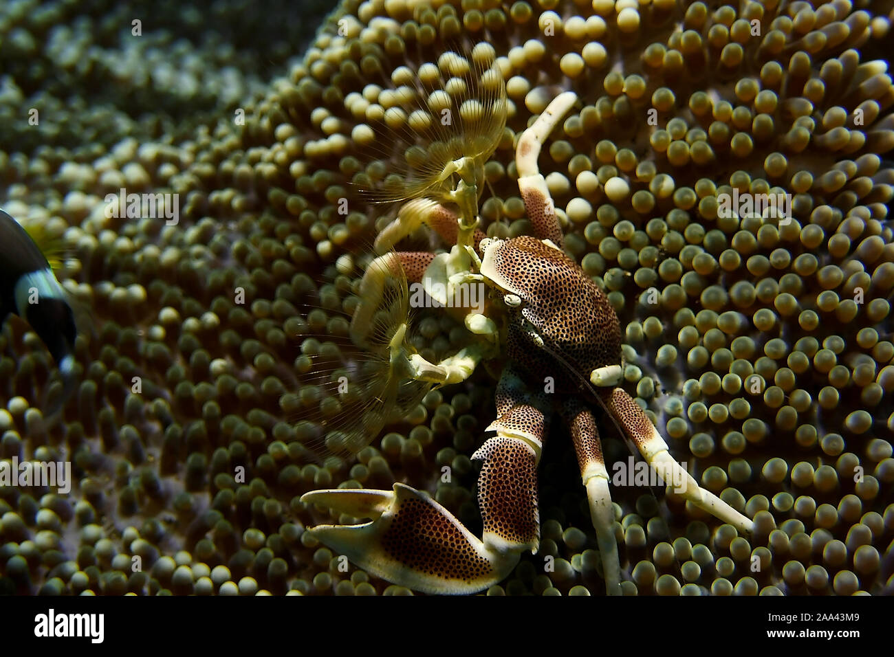 Crab fighting Clown Fish Stock Photo - Alamy