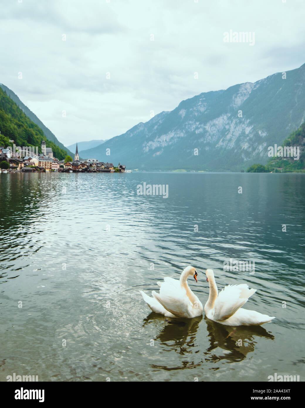 lovely couple swans at lake hallstatt city on background austria Stock ...