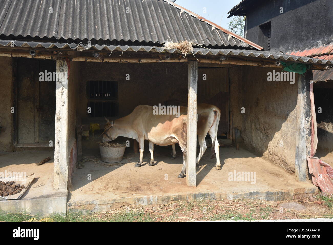 Village scene of Birsingha (birthplace of Ishwar Chandra Vidyasagar ...
