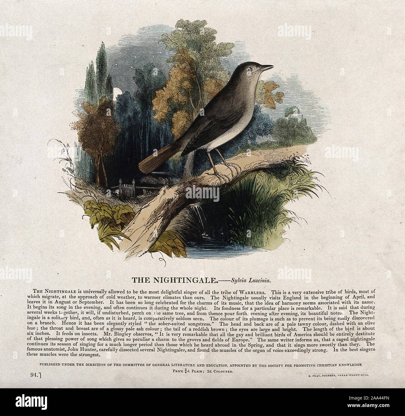 Nightingale bird flying hi-res stock photography and images - Alamy