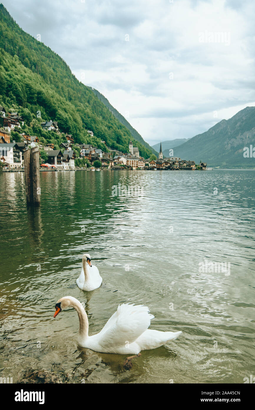lovely couple swans at lake hallstatt city on background austria Stock ...