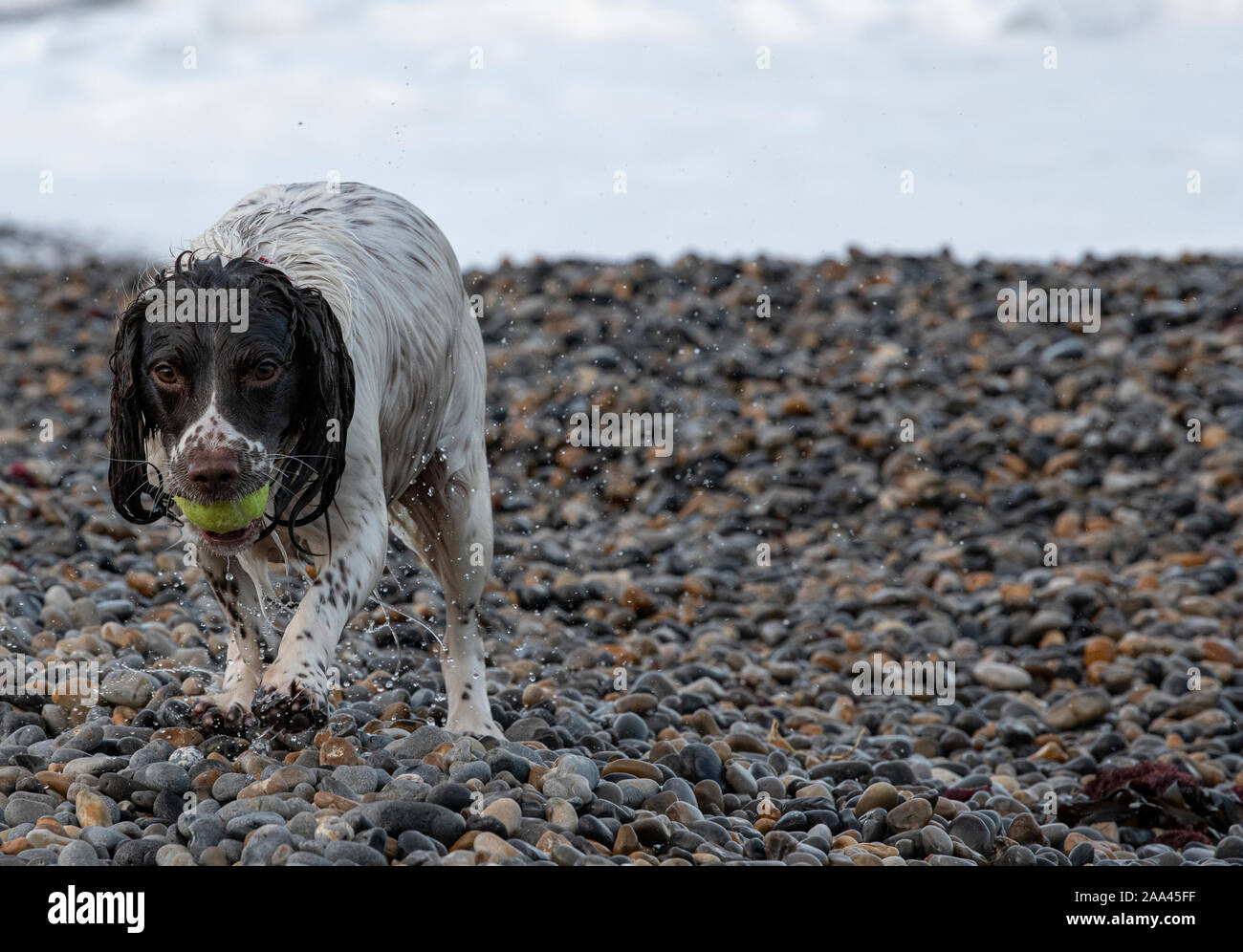 English springer spaniel in sea Stock Photo - Alamy